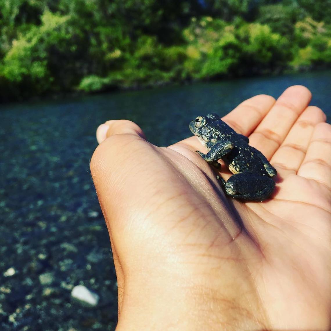 Noxious Noise: A frog’s response to a deafening world.